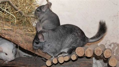 How Big Do Chinchillas Get How Big Does A Chinchilla Get Ltax