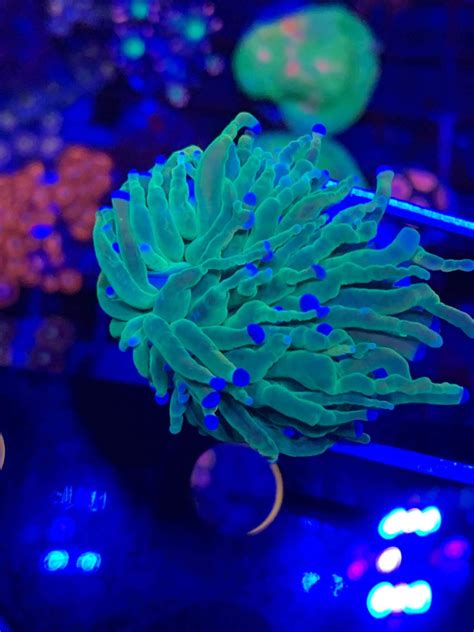 Georgia Live Goods Holy Grail Stratosphere Og Bounce Reef2reef
