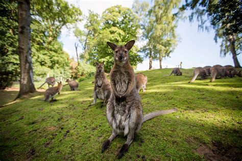Walking Safari Woburn Safari Park