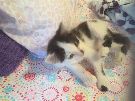 My New Kitten Nobita Rdoraemon