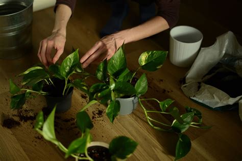 La Planta Teléfono Características Significado Y Cuidados De Esta