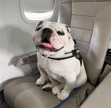 English Bulldog Flying In Airplane