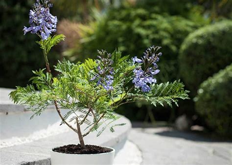 Jacaranda Tree How To Keep It Smallpruning Guide