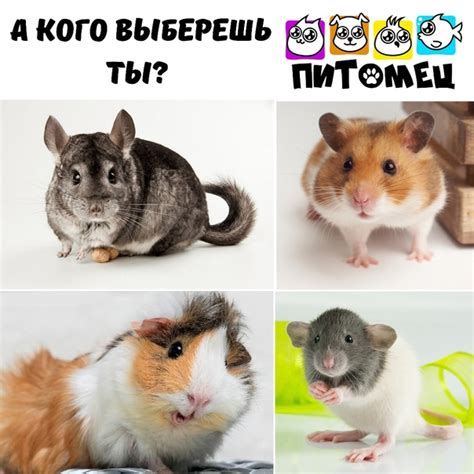 Морские свинки крыски чилийские белки шиншиллы хомячки кролики все эти зверушки