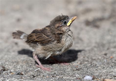 What To Do If You Spot A Fledgling To Rescue Or Not To Rescue Ispca
