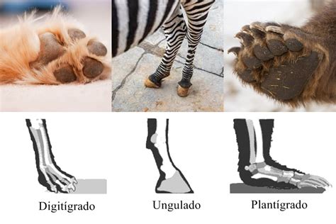 Biopsicosalud