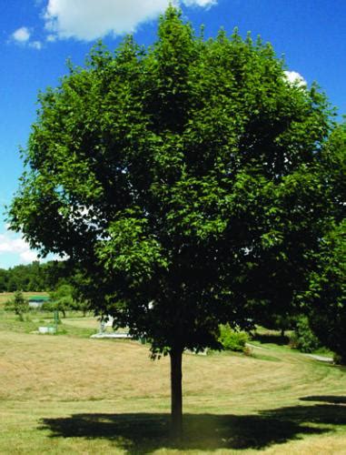Miyabei Maple Gardening In Michigan
