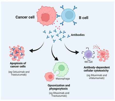B Lymphocytes Antibodies