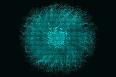 Regrowing Damaged Nerves Hinges On Shutting Down Key Genes The Source