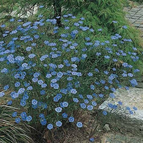 Buy Linum Seeds Blue And Golden Flax Perennial Flower Seeds