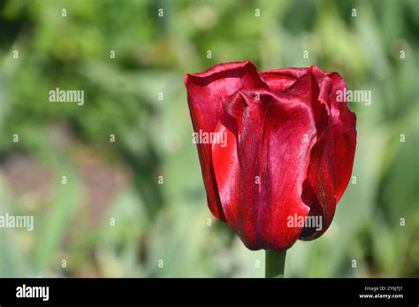 Single Solitary Red Tulipa ‘ile De France Triumph Tulip Flower On