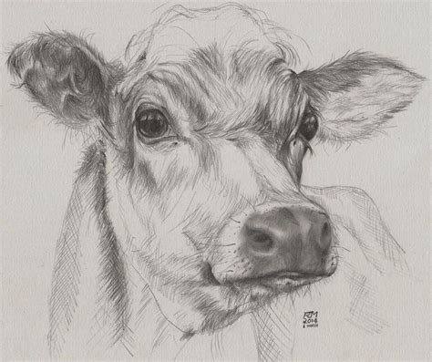 Realistic Cow Face Drawing Visual Art Drawing