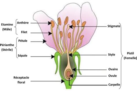 Le Reproduction Sexuee Chez Les Angiospermes Flashcards Quizlet