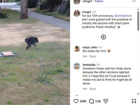 Meet Jimothy The Raccoon How Seattles Tiny Short Spine Syndrome Star