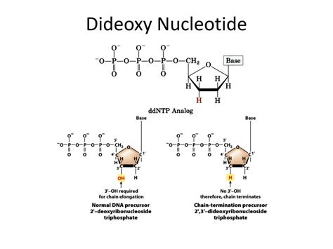 Ppt Dna Sequencing Powerpoint Presentation Free Download Id2374266