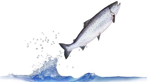 Lawsuit Challenges Fdas Approval Of Genetically Engineered Salmon