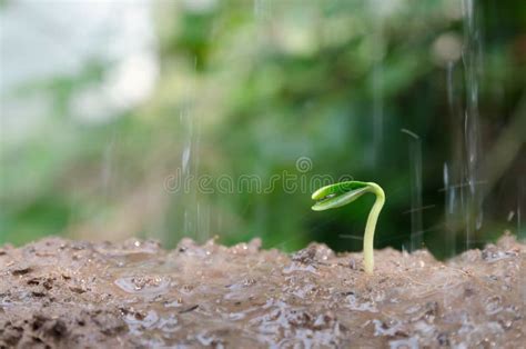 Close Up Young Seed Germination And Plant Growing With Rain Water Drop