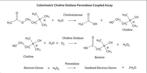 Acetylcholine Esterase Sigma Aldrich