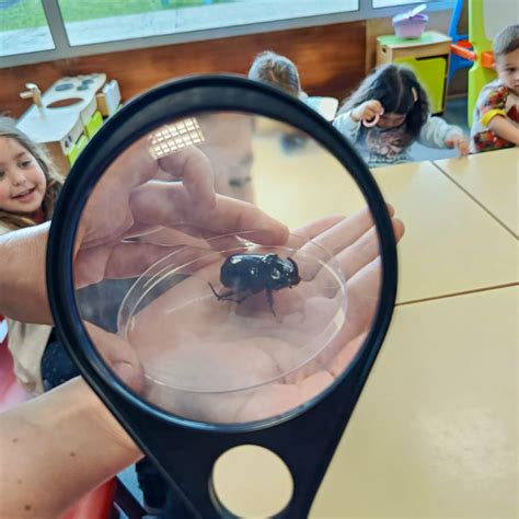 Life Beetles Marks World Bee Day With Preschoolers Life Beetles Azores