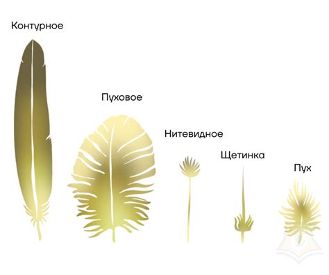 Класс Птицы Анатомия морфология и ароморфозы Умскул Учебник