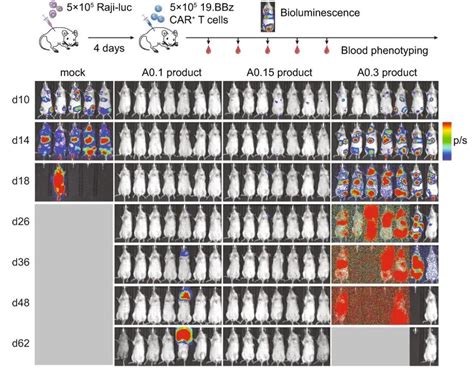Car T Target Luc Labeled Cancer Cell Line 易锦生物 Igenebio