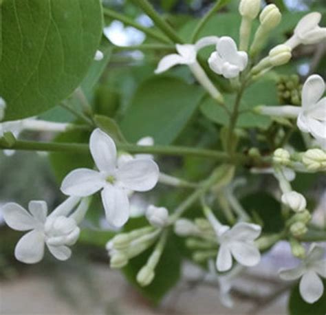 丁香枝的功效与作用丁香枝的副作用 药效 用法 图片 39药品通 丁香枝的功效与作用丁香枝的副作用 药效 用法 图片 39药品通