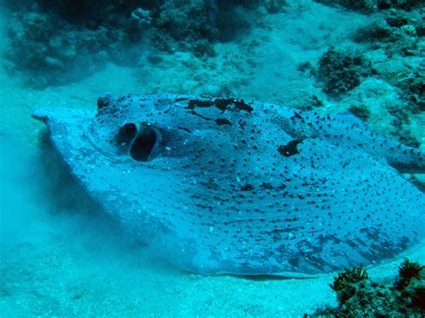 First Time Seeing One Of These Guys Weekend Dive Off Saipan Rscuba