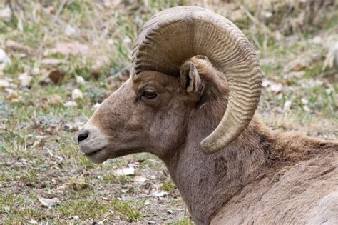 Brown Ram Goat Free Image Peakpx