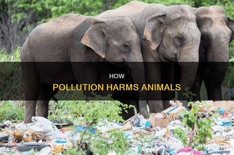 How Pollution Harms Animals Shunwaste