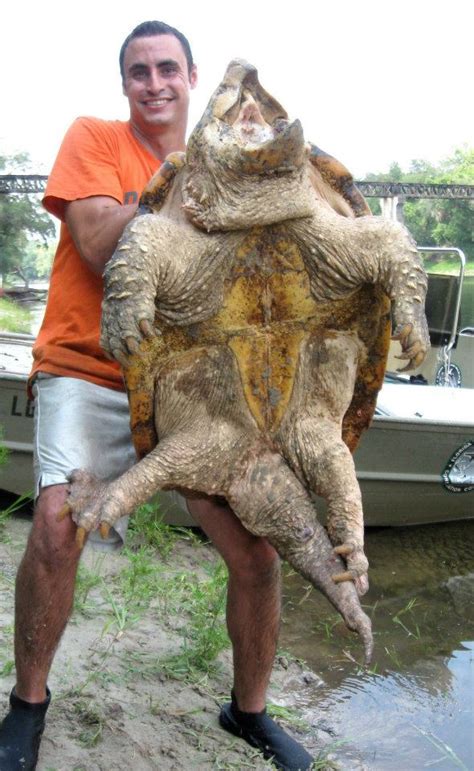 A Massive Alligator Snapping Turtle R Pics