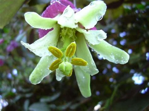 Plantfiles Pictures Passiflora Species Passion Flower Passion Vine
