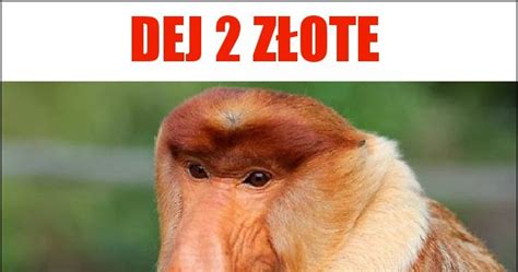 Dej złote memy gify i śmieszne obrazki facebook tapety demotywatory zdjęcia