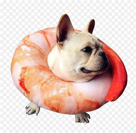 法斗玩具png图片素材下载图片编号8474020 Png素材网