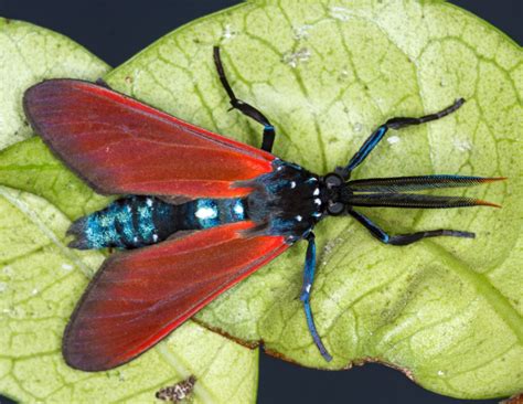 Spotted Oleander Caterpillar Moth Identification Life Cycle Facts