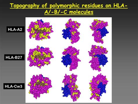 Ppt Structurally Based Hla Matching A Useful Tool To Fill The Gaps In Current Hla Matching