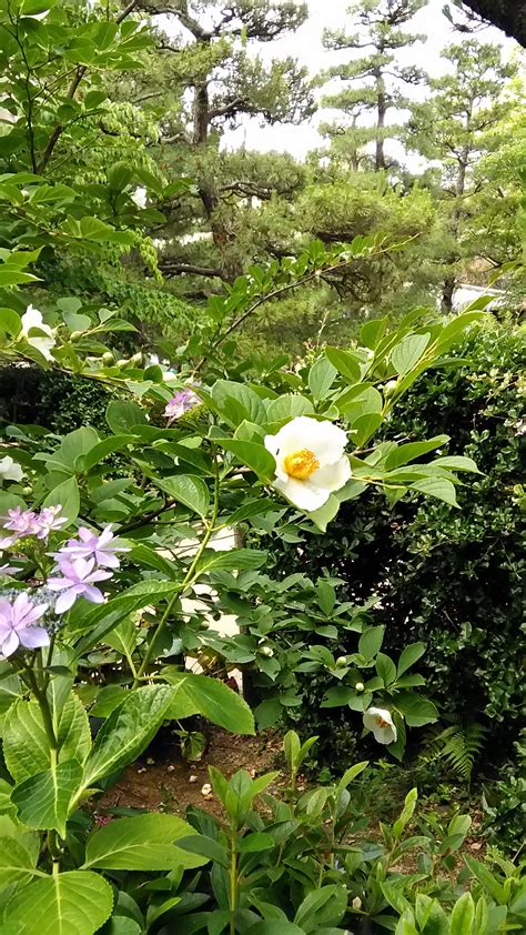 沙羅双樹の花♪ 風来坊の風車