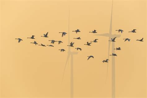 Birds Connect Us Birdlife International