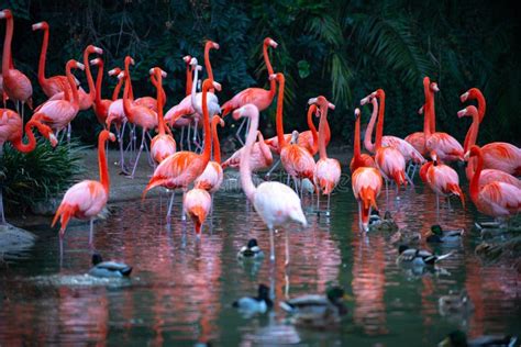 Beautiful Pink Flamingo Flock Of Pink Flamingos In A Pond Stock Image