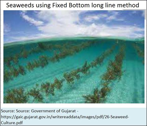 Cultivating Seaweed Could Be A Massive Opportunity For India Asiaconverge