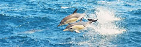 Bottlenose Dolphin Predators