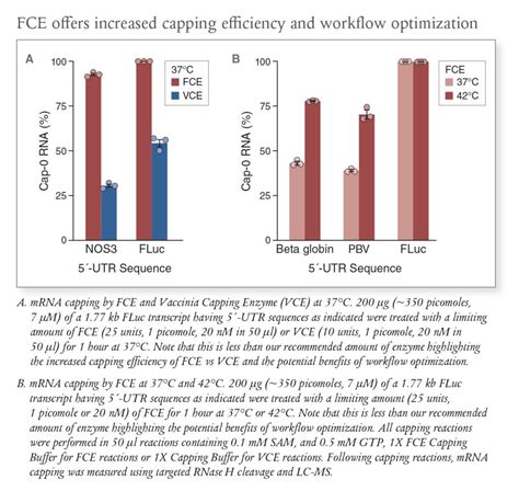 New Mrna Capping Enzyme Expands Possibilities For Improvements Of