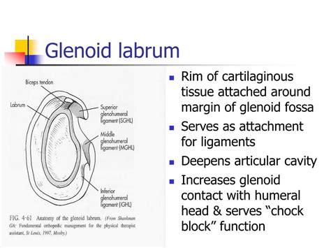 Ppt Shoulder Assessment Powerpoint Presentation Free Download Id
