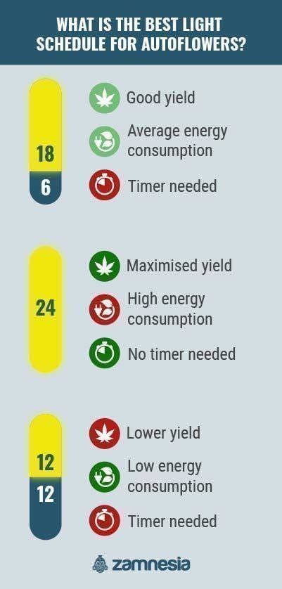 Learn How To Optimise Light Schedules For Autoflowers Zamnesia Usa