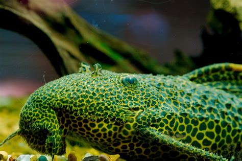 The 7 Biggest Giant Pleco Species You Didnt Know About Keeping Catfish