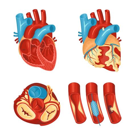 Pagina 2 Vettori E Illustrazioni Di Cuore Anatomia Cartoon Con