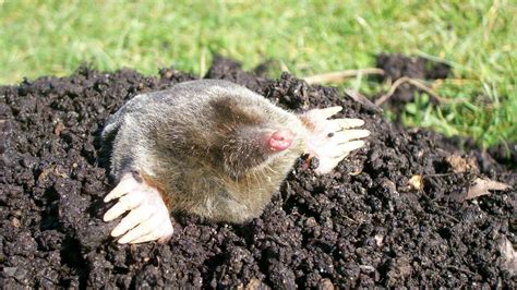Mole Wallpapers 23 Images Inside