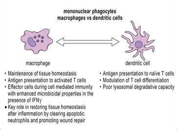 Dendritic Cells Vs Macrophages