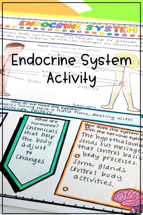 Endocrine Human Body Reading And Graphic Organizers Diagram