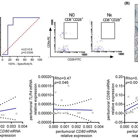 A Flow Cytometric Analysis Of Cd8⁺cd28⁺ T Cells Within The Tumor Download Scientific Diagram