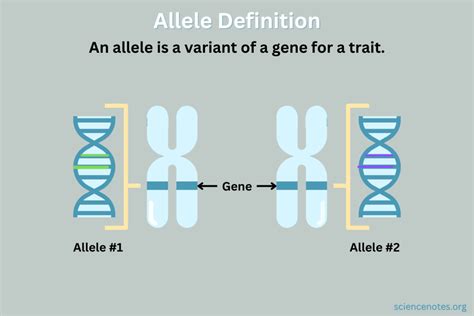 Dominant Trait Definition Recessive Genetics — Alleles Genes